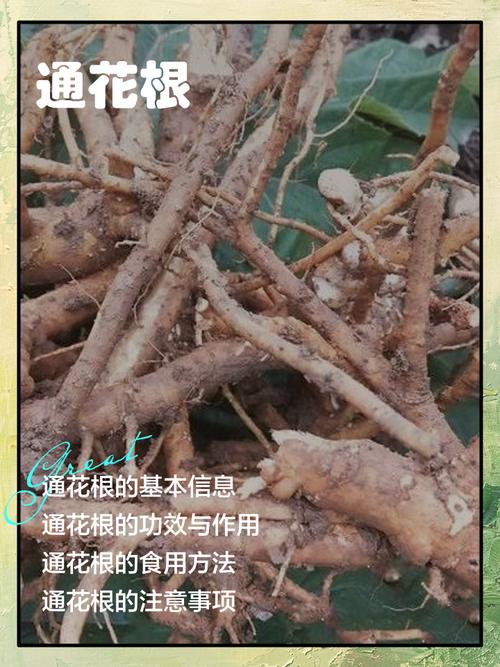 通花根的毒性有多强图标