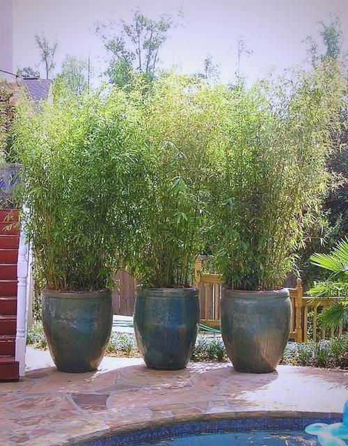 门前栽竹子风水好吗图标