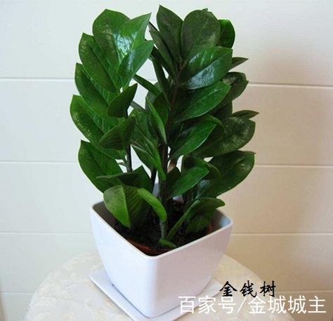 幸运金钱树是真的吗截图