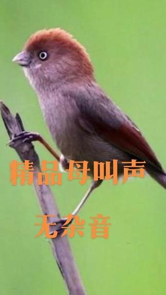 黄母鸟叫声大全图标