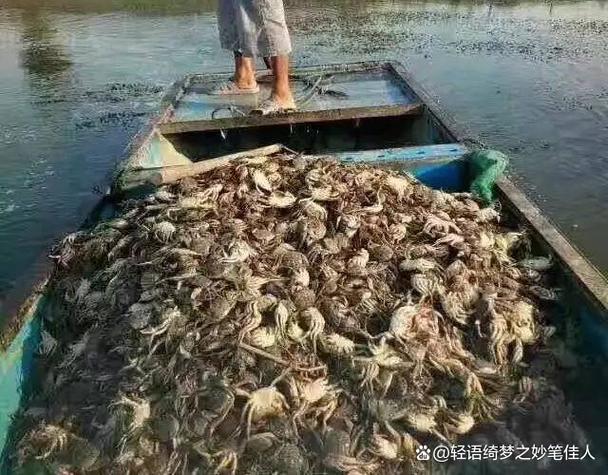 鱼吃螃蟹还是螃蟹吃鱼图标