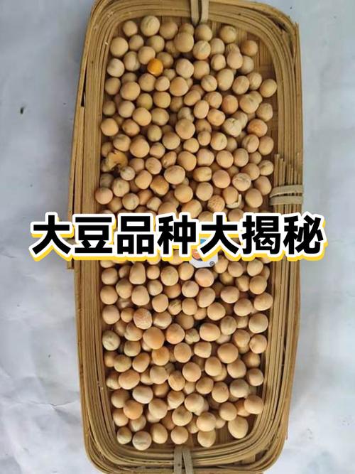 大豆品种有哪些图标