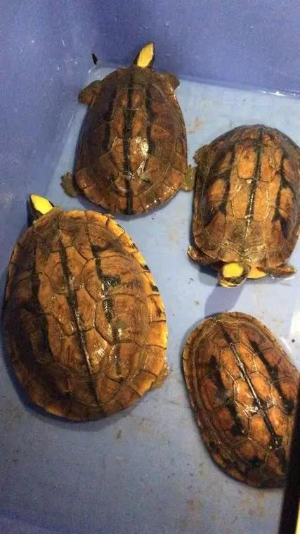 金钱龟一只多少钱图标