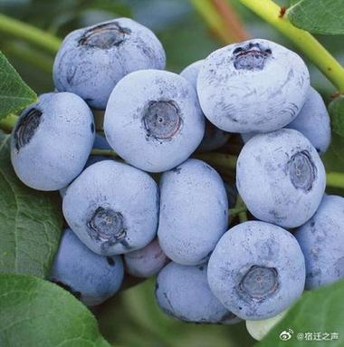 果粉是啥意思图标