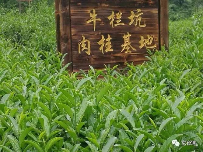 奶奶:遗产绿色菜单截图