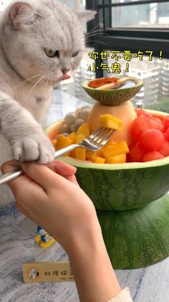 猫王做美食全集视频截图