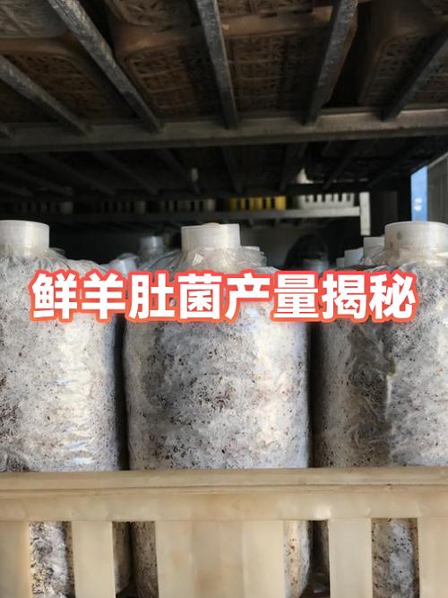 菌种多少钱一袋图标