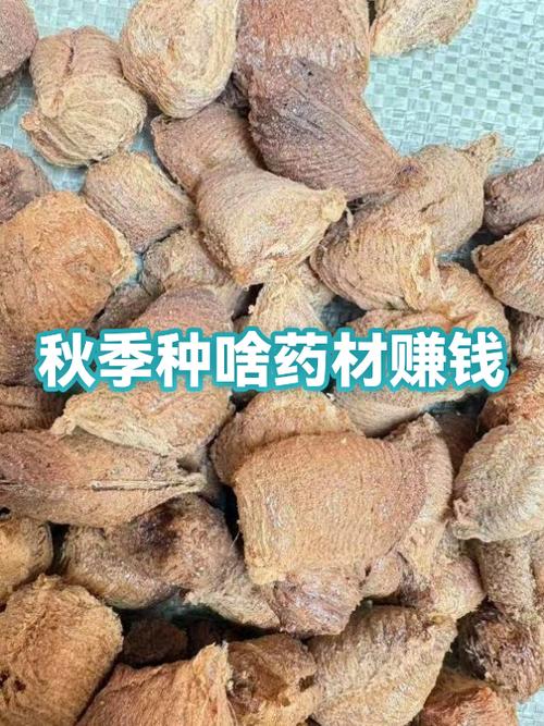 种什么药材省事又赚钱截图