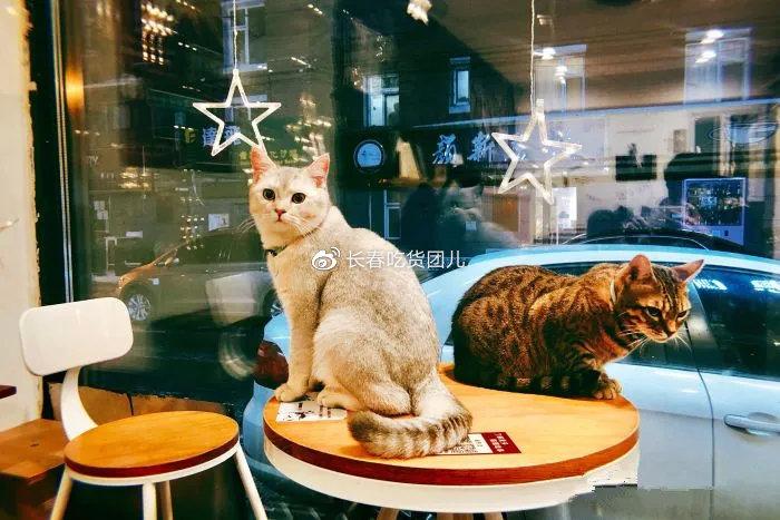 猫猫咖啡厅图标