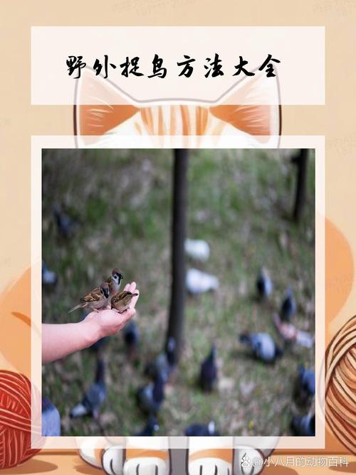 口袋妖怪单机版鸟雀在哪里捕捉图标