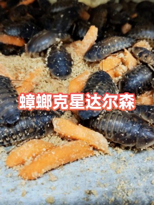 家里有蟑螂怎么办能除根图标