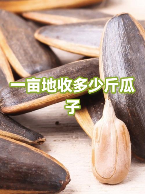 种南瓜一亩地的利润图标