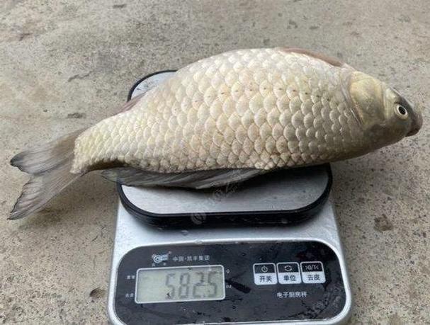 鲫鱼之王升级版截图