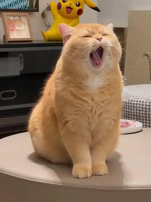 小猫咪短视频大全搞笑视频图标