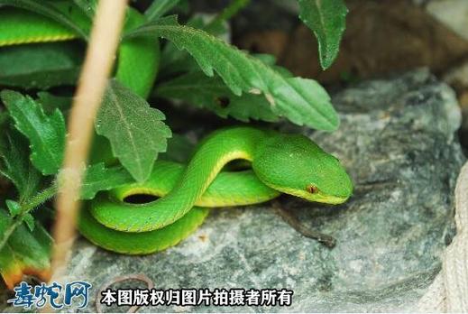 竹叶青功能主治图标