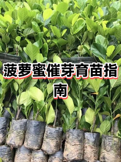 菠萝蜜种子怎么种植方法图标