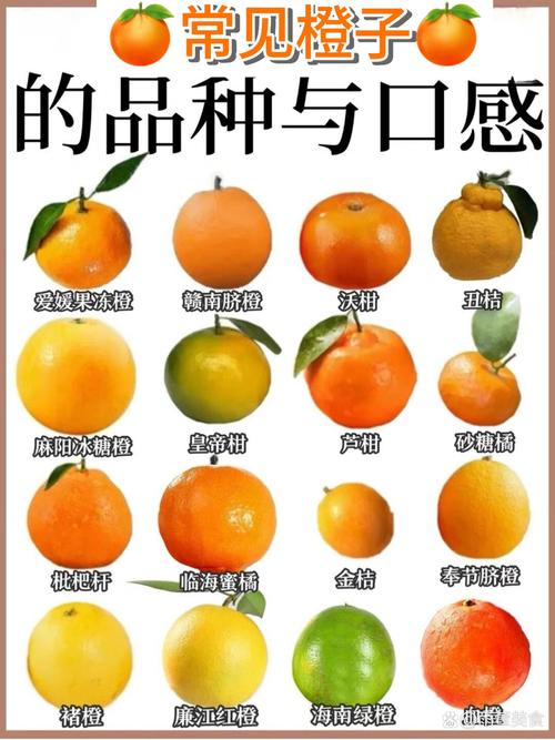 橘子还有别的名字吗截图