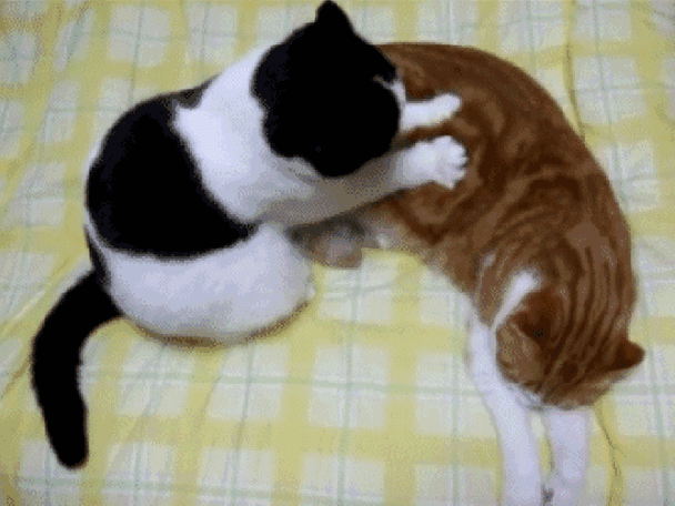 猫踩奶什么意思图标