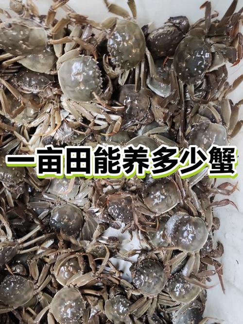 一亩稻田能养多少螃蟹图标