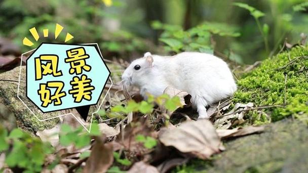 仓鼠闯关游戏图标