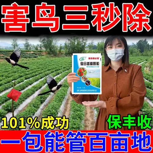 驱赶喜鹊的最好方法截图