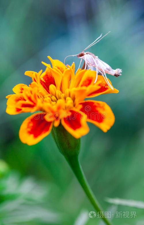 花与昆虫截图