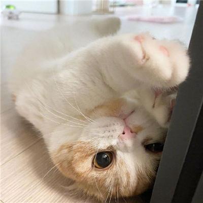 猫咪必火新版猫咪图标