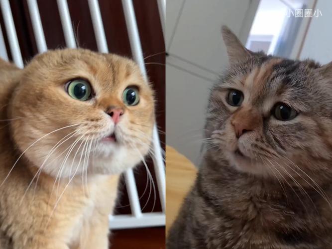怎样才能和猫对话截图