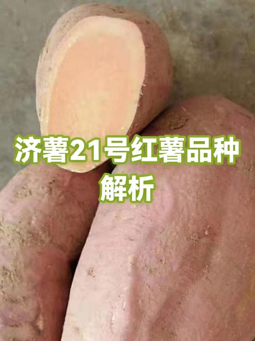 红薯最贵三个品种图标