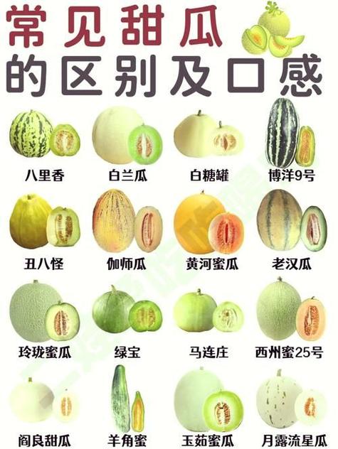 香瓜品种哪个好图标