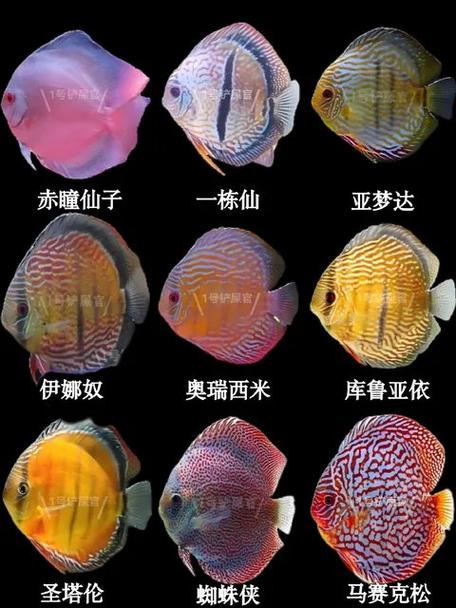 托梦到鱼是仙家在暗示什么吗图标