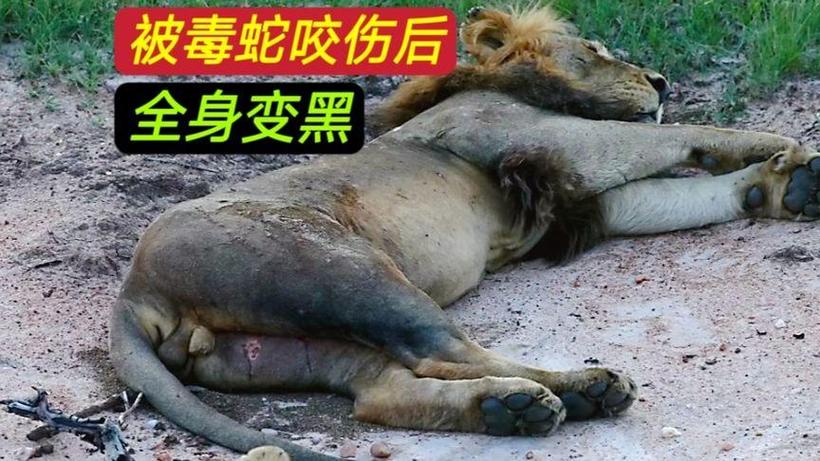 动物世界狮子被毒蛇咬了图标