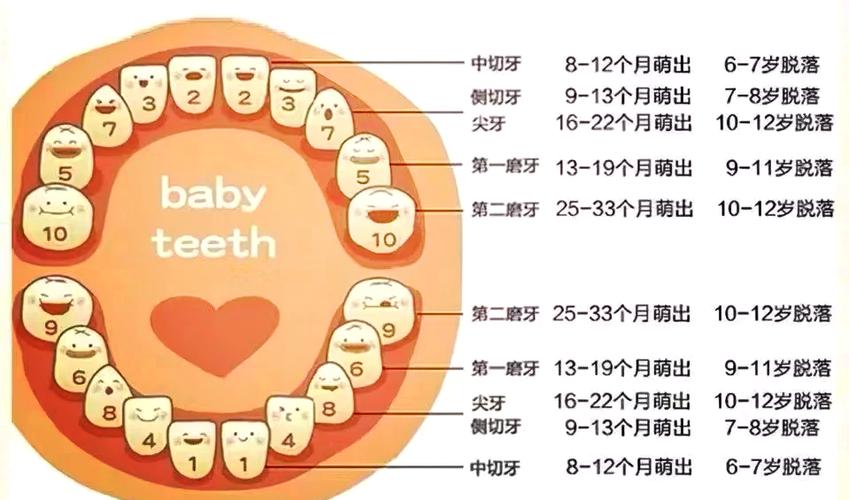 小孩换牙旧牙自己掉吗图标