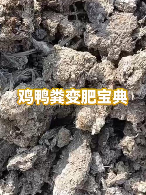 鸡吃什么长得又快又肥图标