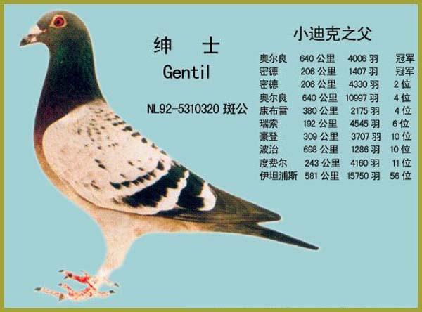 赛鸽查询软件哪个好用图标