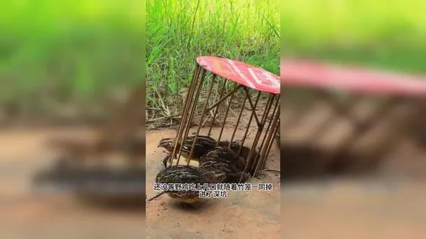 野外捕野鸡的神器截图
