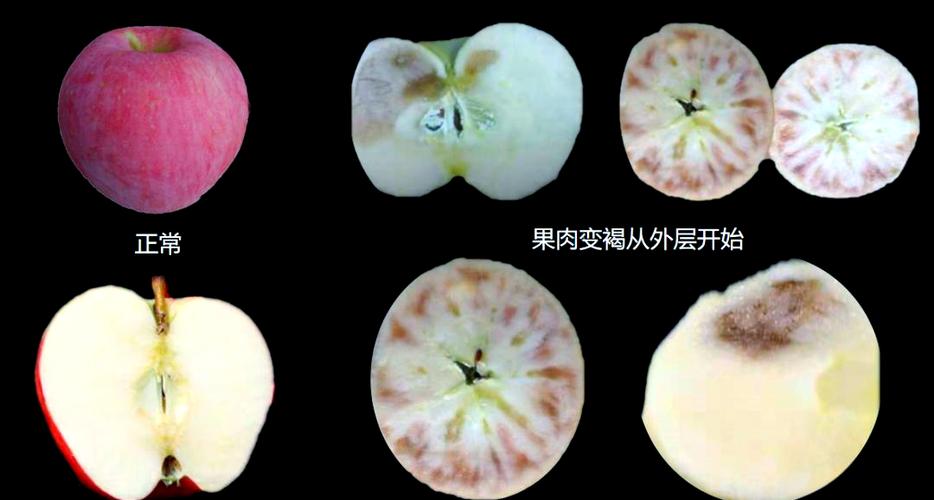 苹果的特征