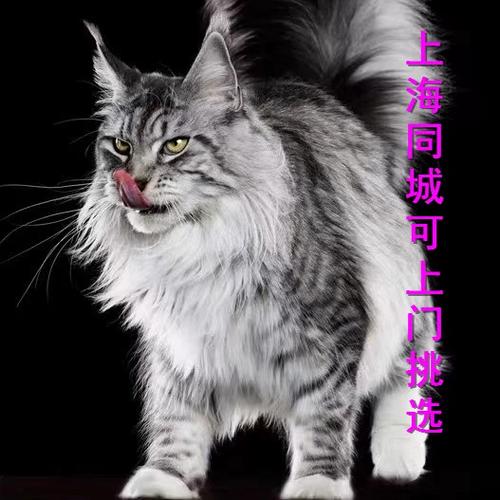 缅因森林猫图标