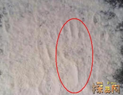 仓鼠死后头七会回来吗?截图