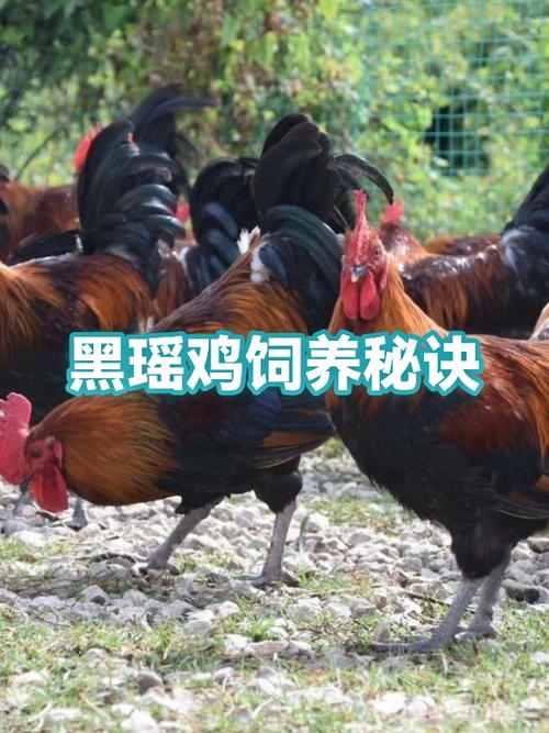 黑瑶鸡好养吗