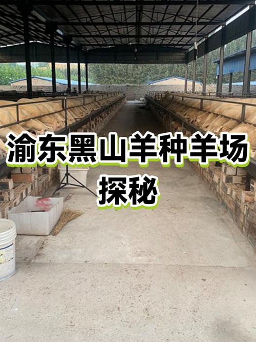 山羊多少钱一斤图标