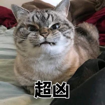 猫咪超凶表情包图标