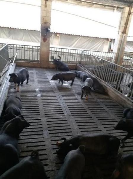 养殖业视频图标