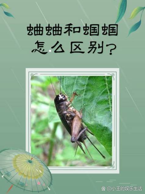 蛐蛐蛐和蝈蝈蝈的别图标