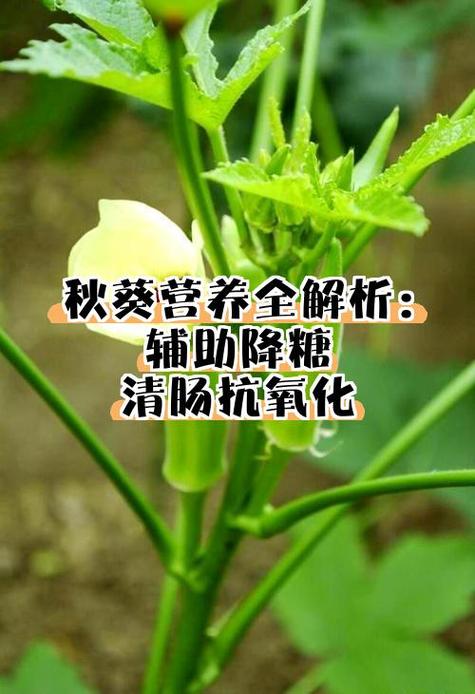 秋葵秋葵的功效秋葵的功效与作用