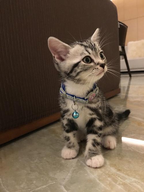 美短猫爪是什么颜色