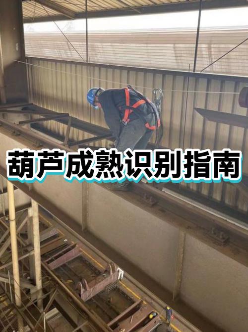 看葫芦成熟的正确方法图标