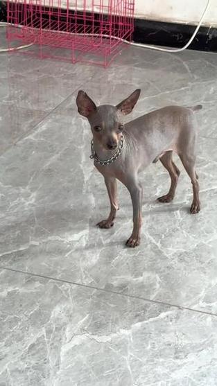 蓝鹿小鹿犬截图