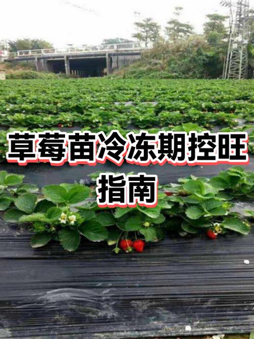 草莓怎么冷冻图标