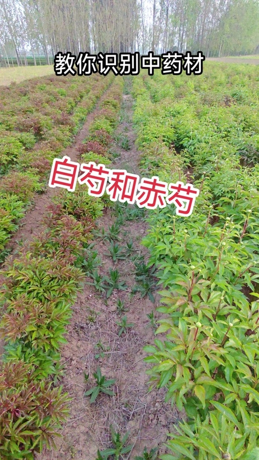 赤芍与白芍的区别图标